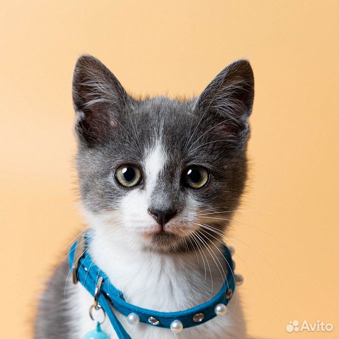 Котенок с пятнышком