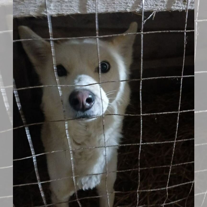 Лайка, взрослый пёс