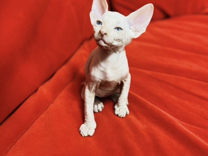 Канадский сфинкс котенок
