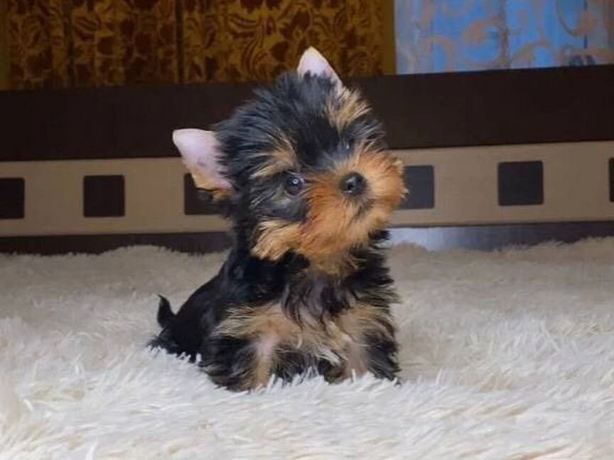 Потрясающая мини девочка йоркширский терьер