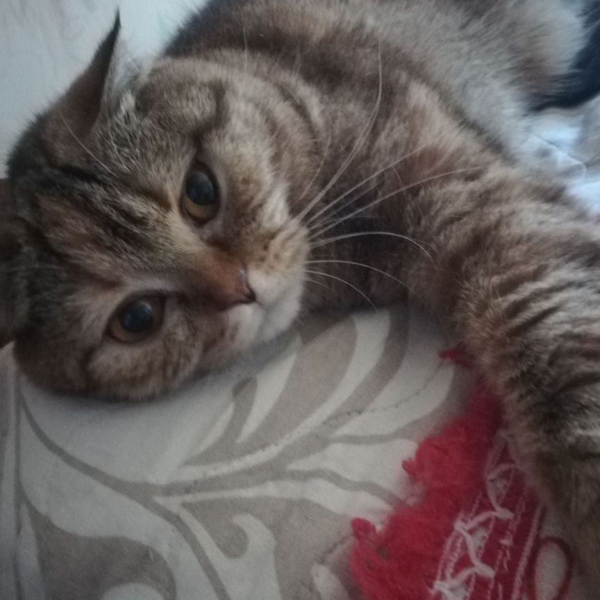 Кошки