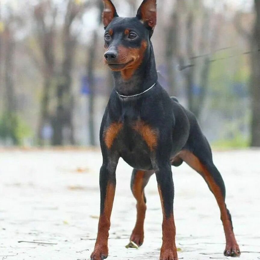 Цвергпинчер, взрослый пёс