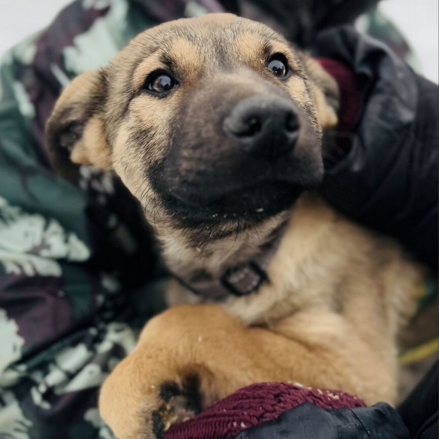 Щенок очень хочет стать домашней