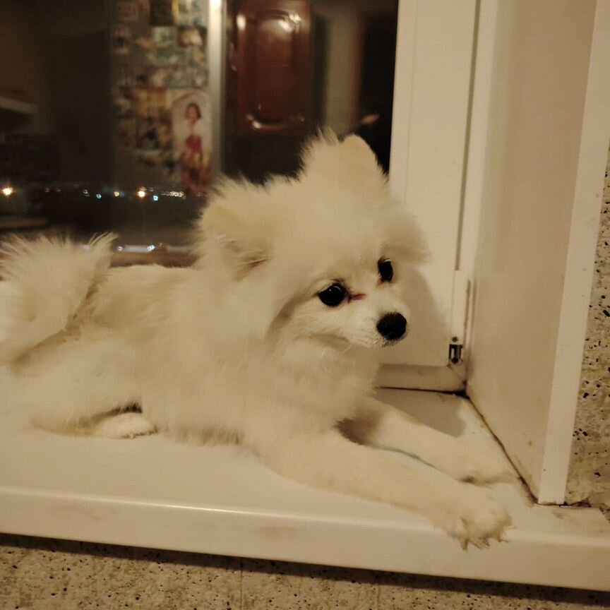 Померанский шпиц, щенок