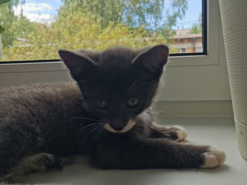 Деревенские котята