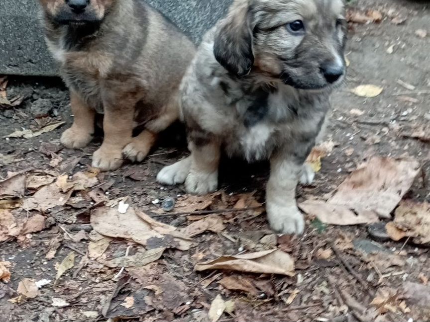 Щенок в добрые руки бесплатно