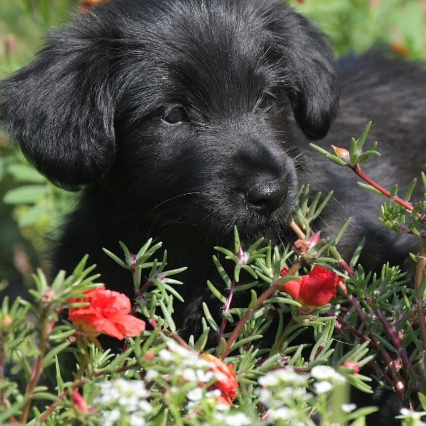 Щенки скай терьера