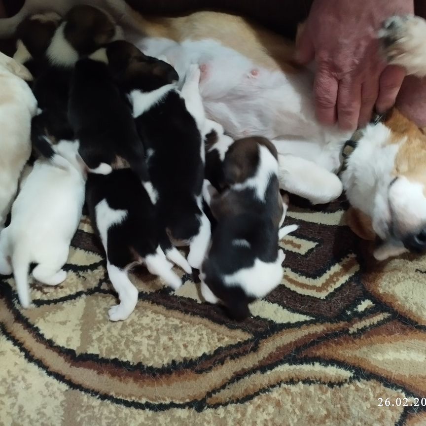 Щенки бигля