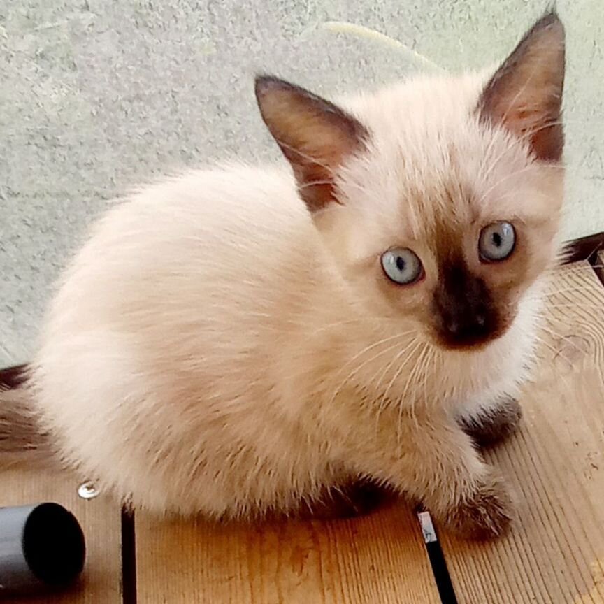 Тайский котёнок