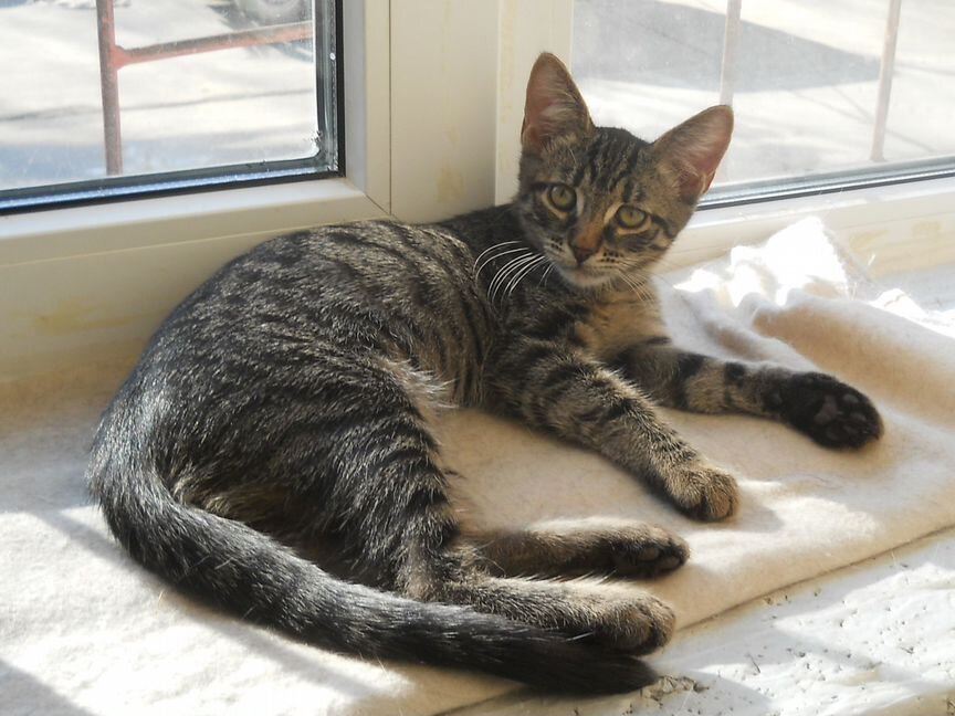 Пристраивается молодая кошечка