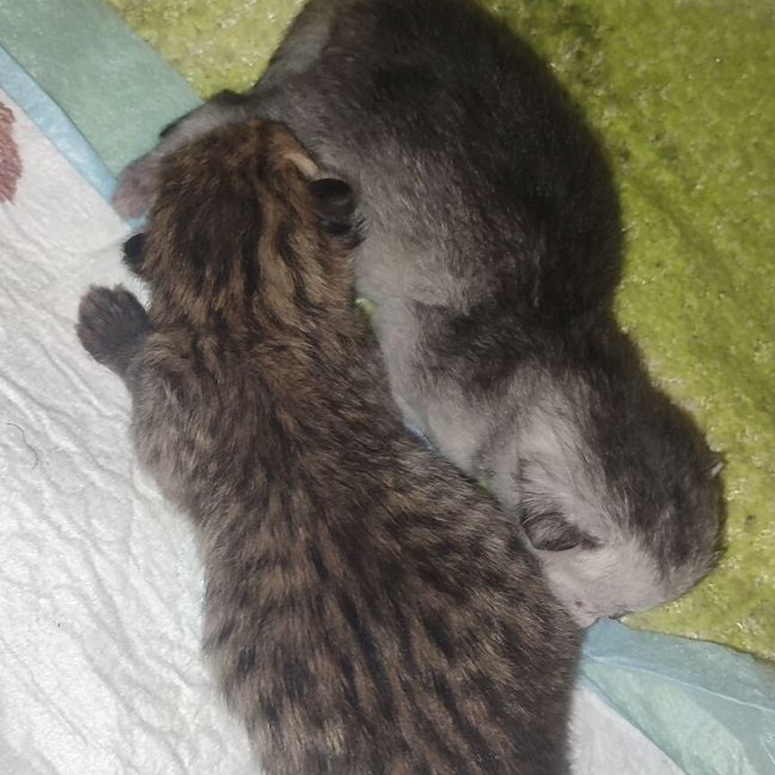Британские котята