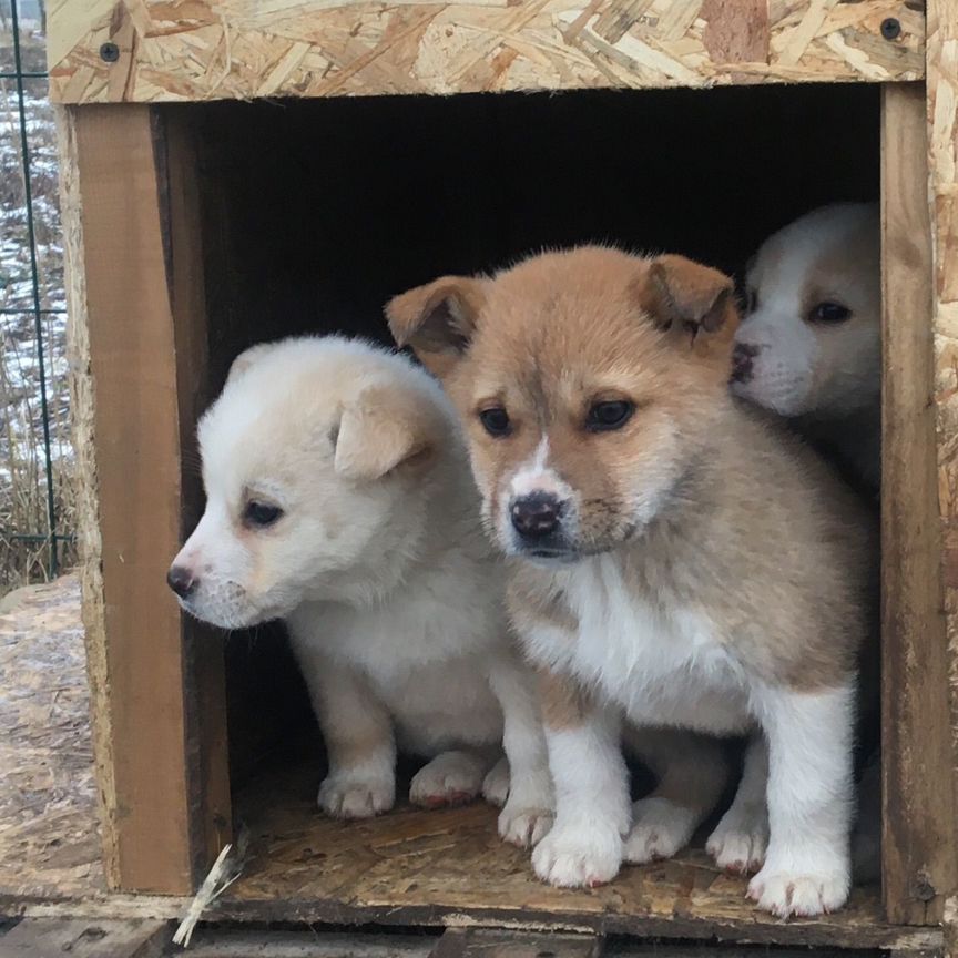 Щенки в добрые руки