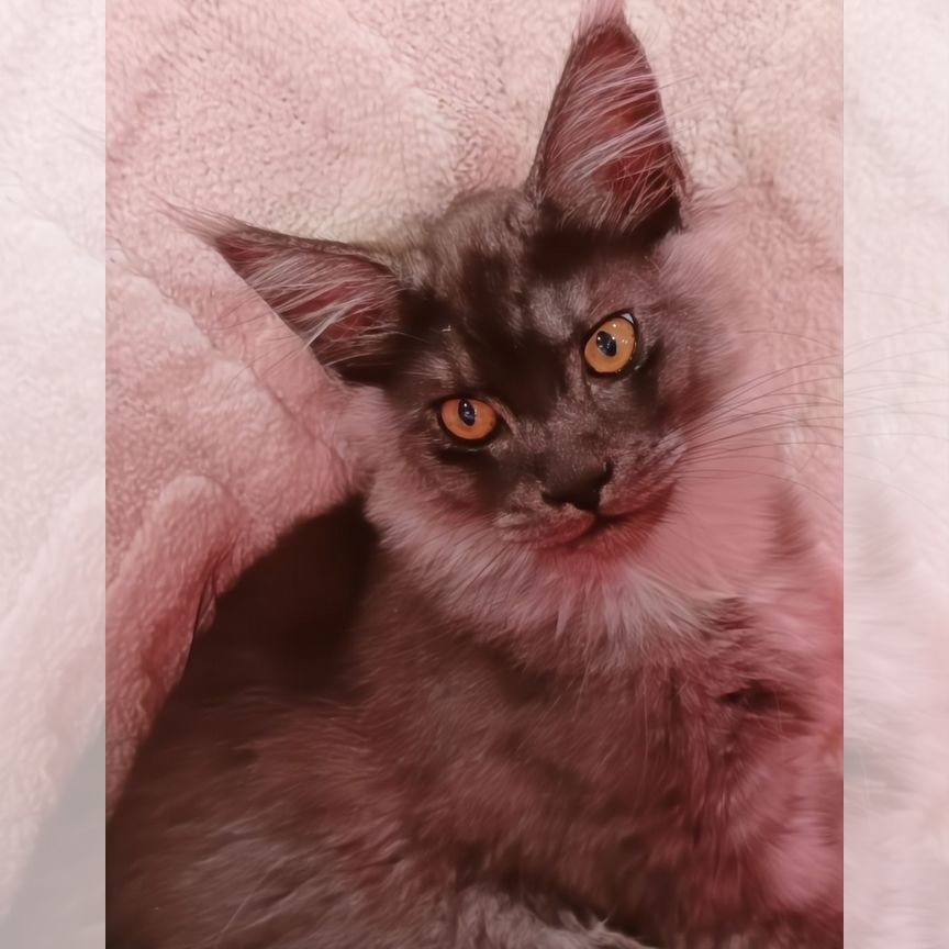 Мейн-кун котёнок