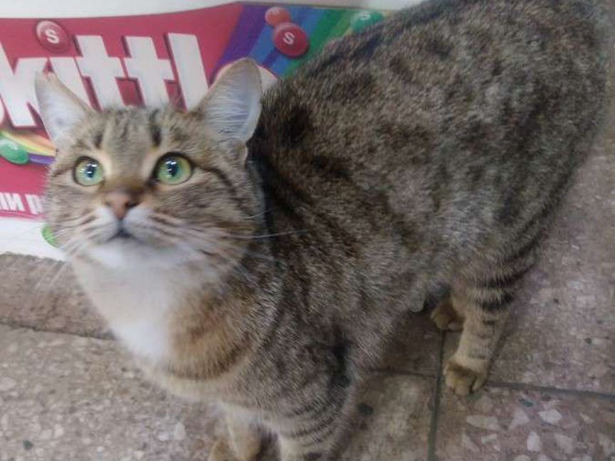 Котик 1.5года, Тигруш