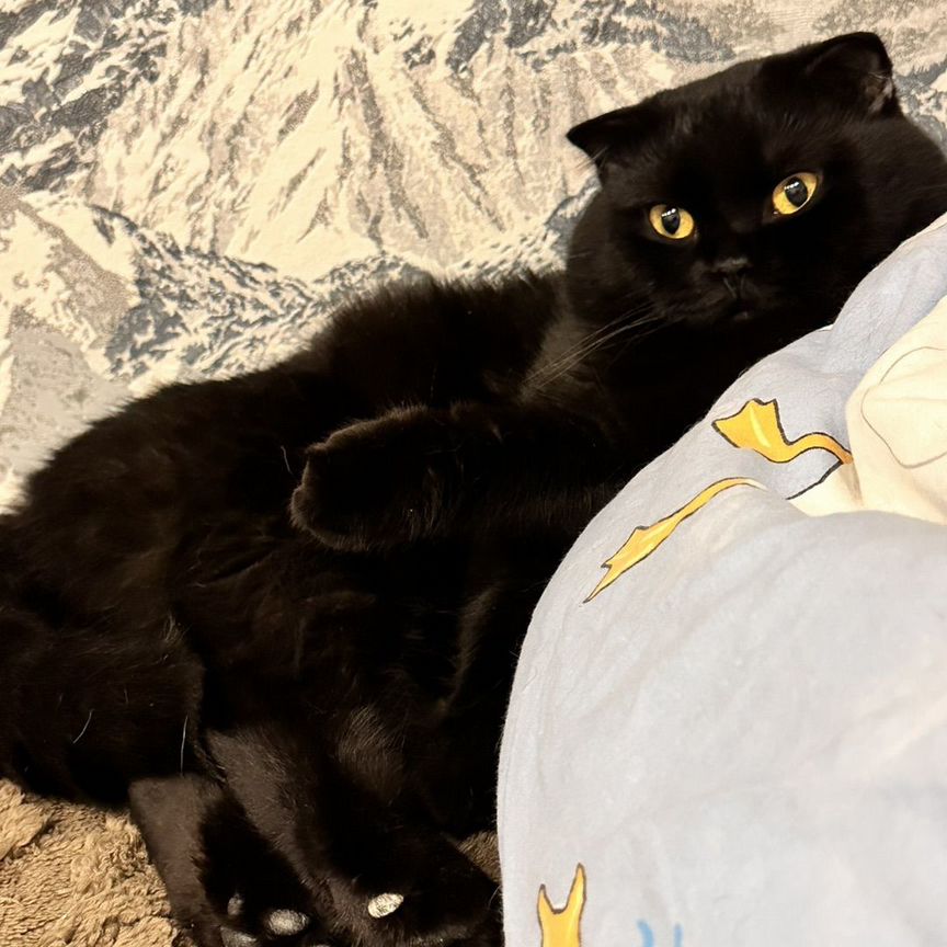 Совокупление с моим котом