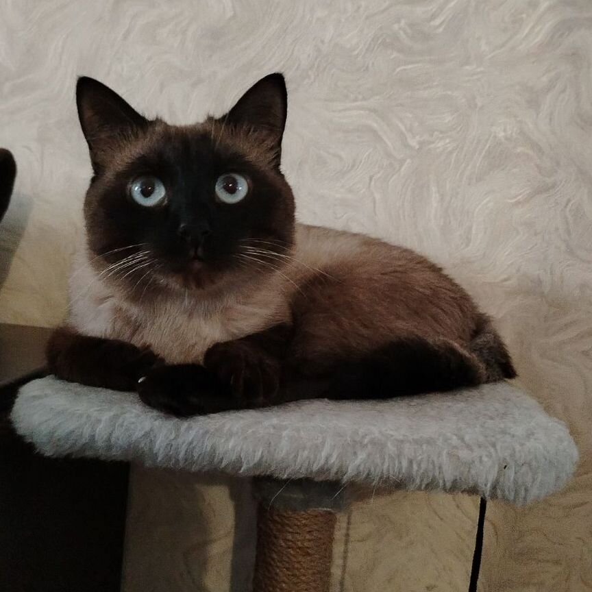 Сиамский, взрослый кот