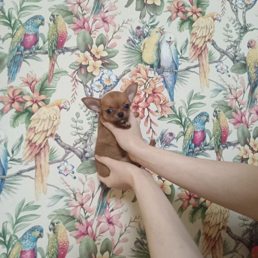 Чихуахуа девочка лисичка