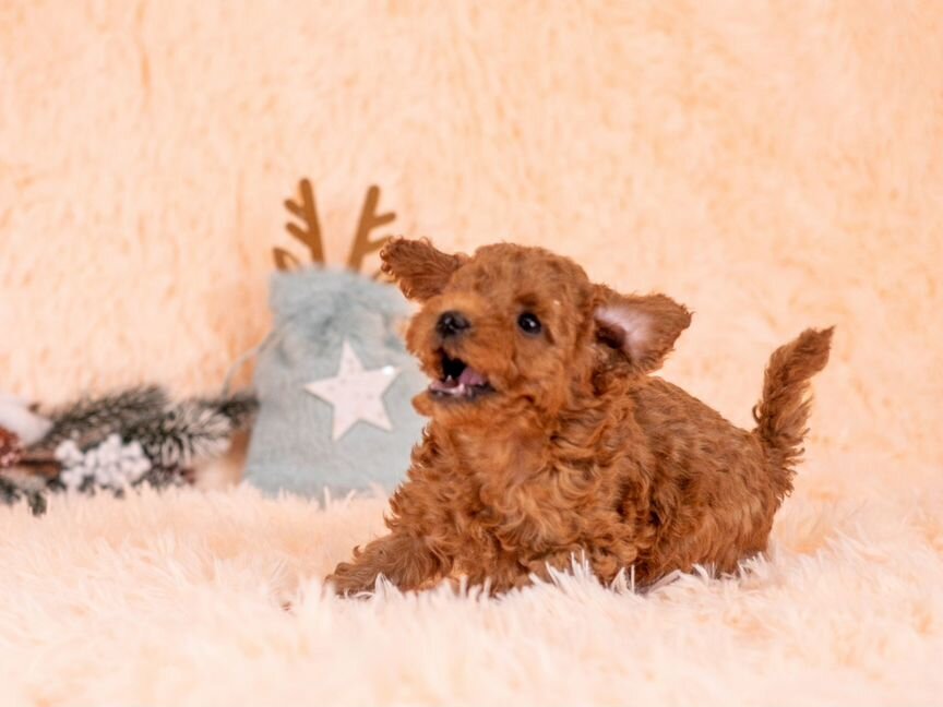 Той пудель девочка Ред Браун