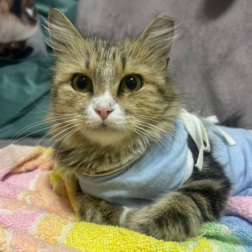Кошка погибнет на улице