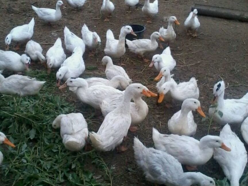 Утки белые