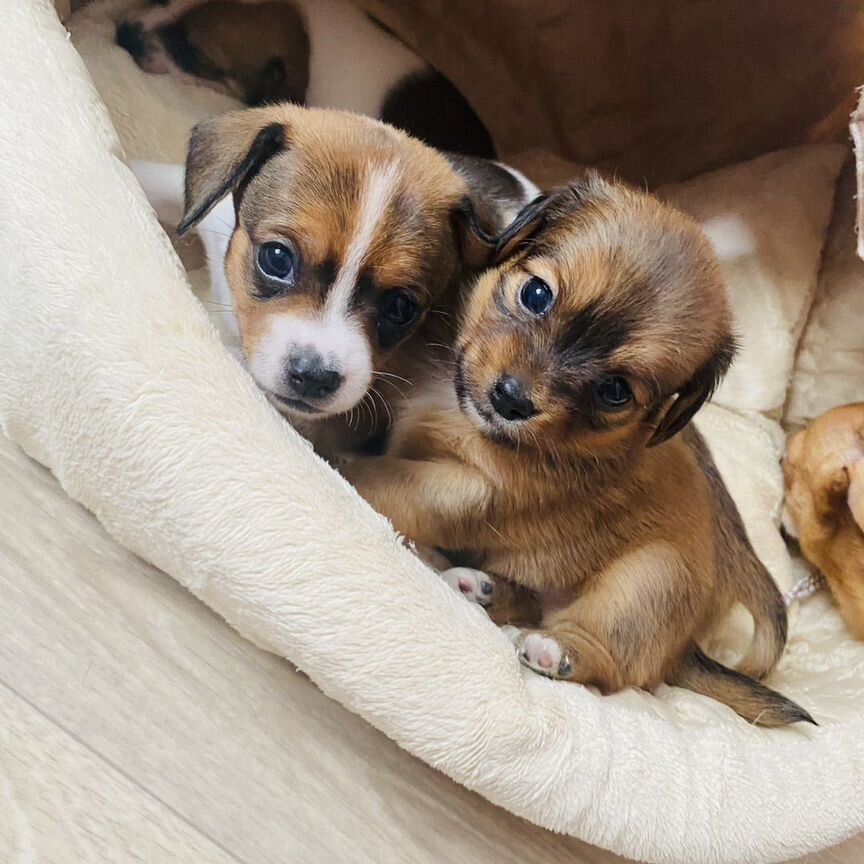 Щенки чихуахуа смесь