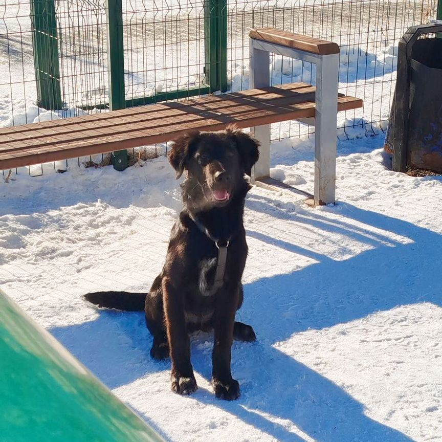 Отдам в добрые руки