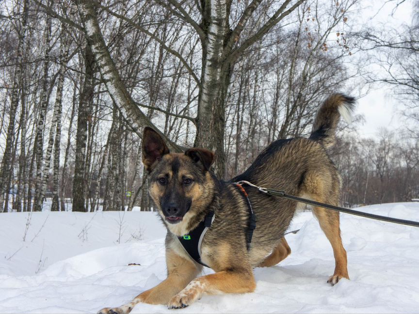 Щенок тоскует в приюте/ добрые руки/ бесплатно/дар