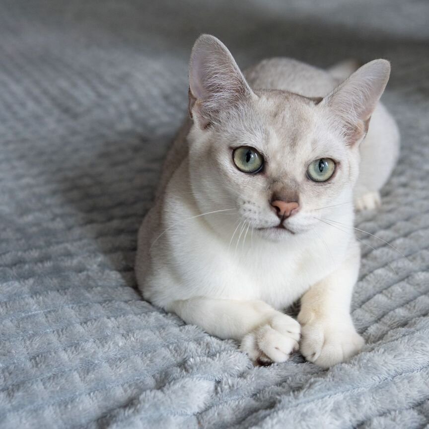 Кот бурмиллы
