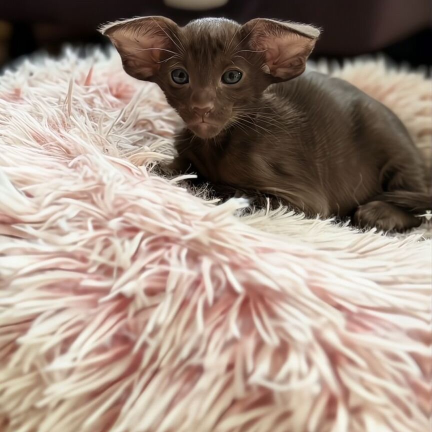 Ориентальный котёнок