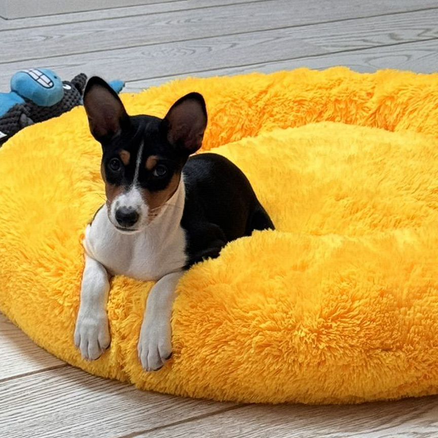 Щенки бассенджи