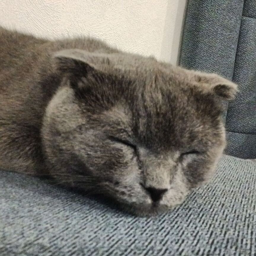 Вислоухий кот британец