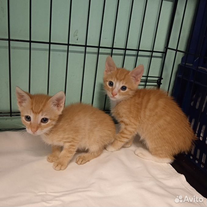 Три сыночка и лапочка дочка