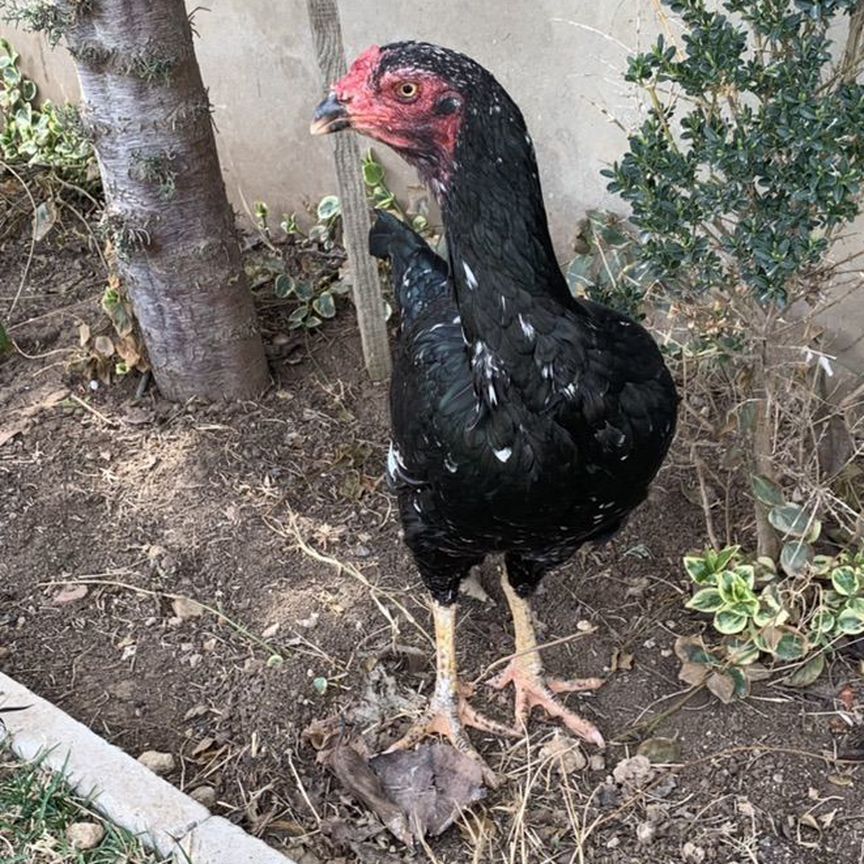 Куры петухи