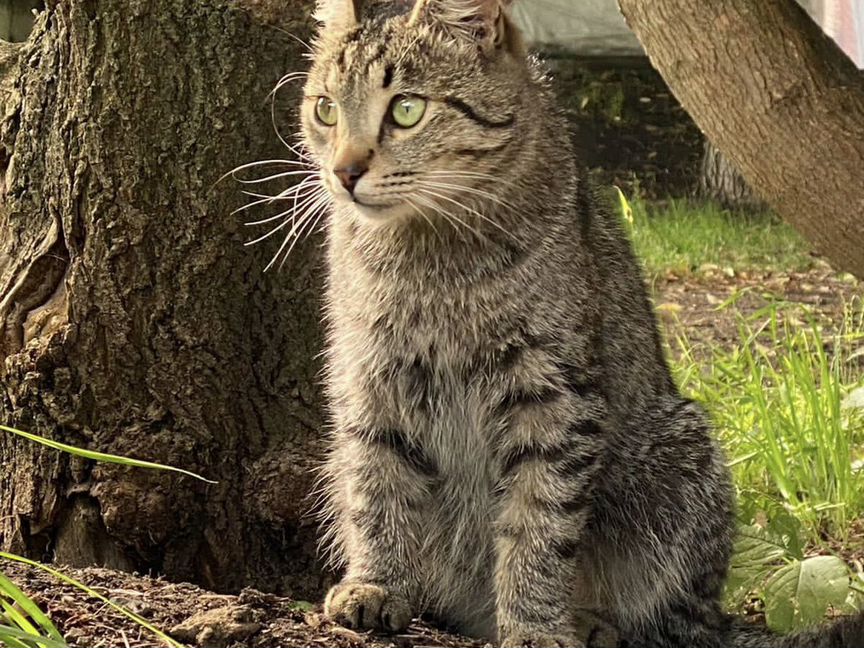 Очаровательный котик Петя ждет семью
