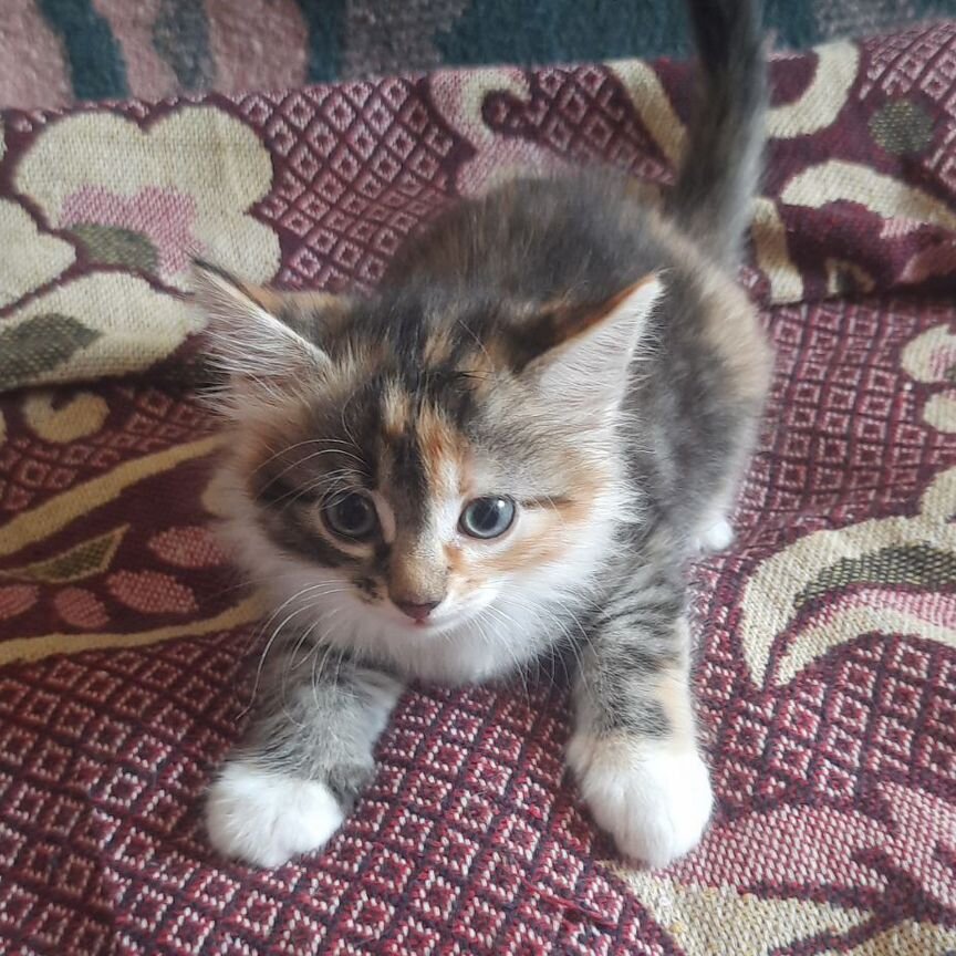 Котёнок в добрые руки
