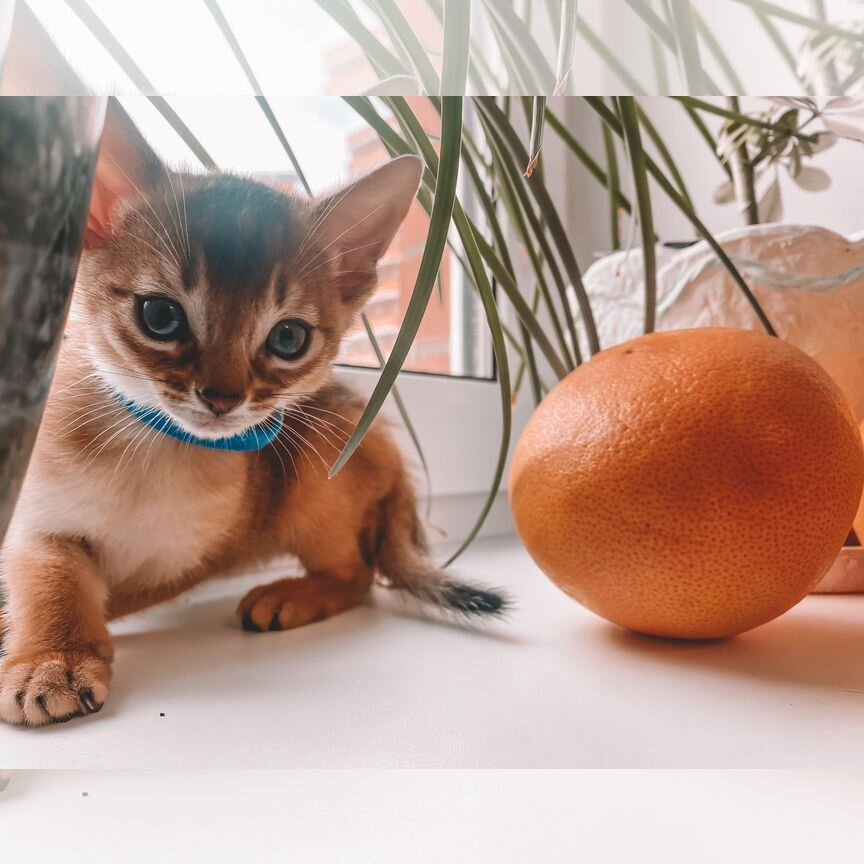 Абиссинские котята