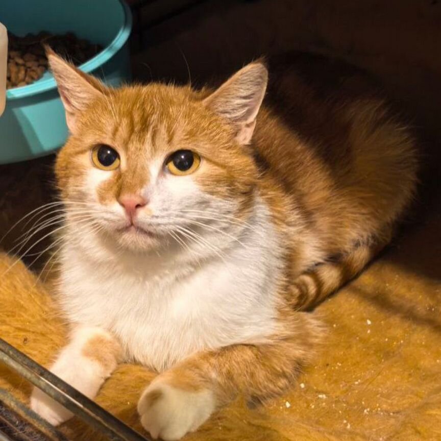 Взрослый кот в добрые руки