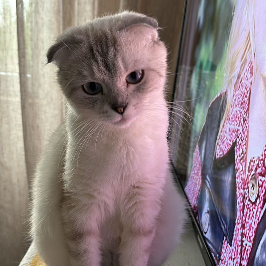 Шотландская вислоухая кошка