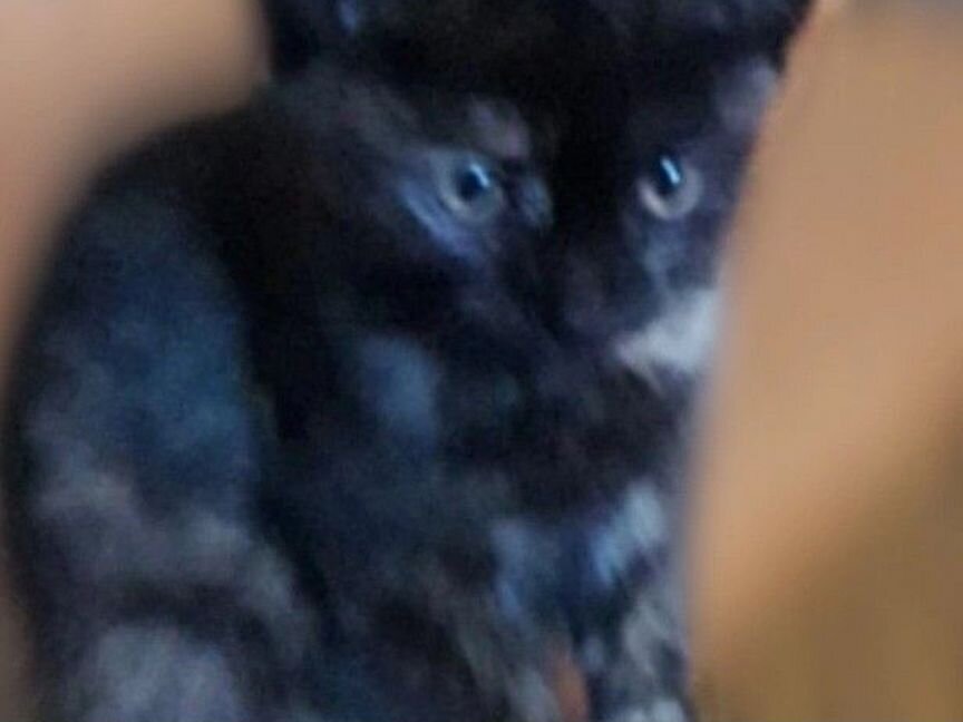 Котенок
