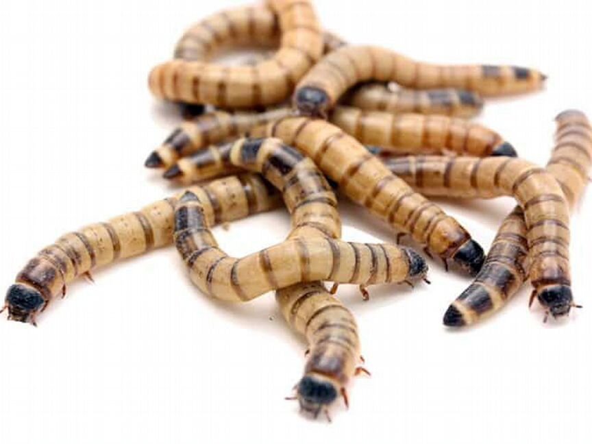 Корма для рептилий. Крысы,мыши, перепелки,зофобас