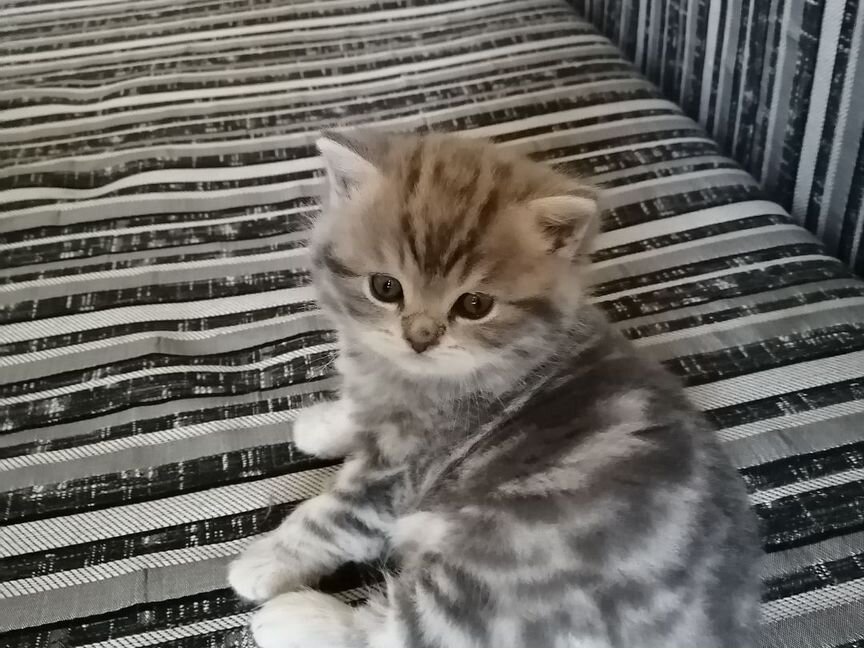 Британский кот