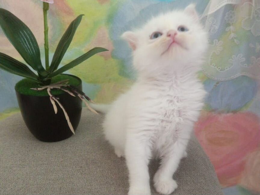 Котята в добрые ручки