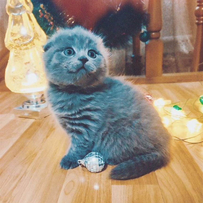 Породистый котёнок