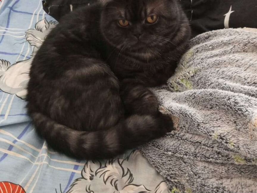 Британский кот вязка