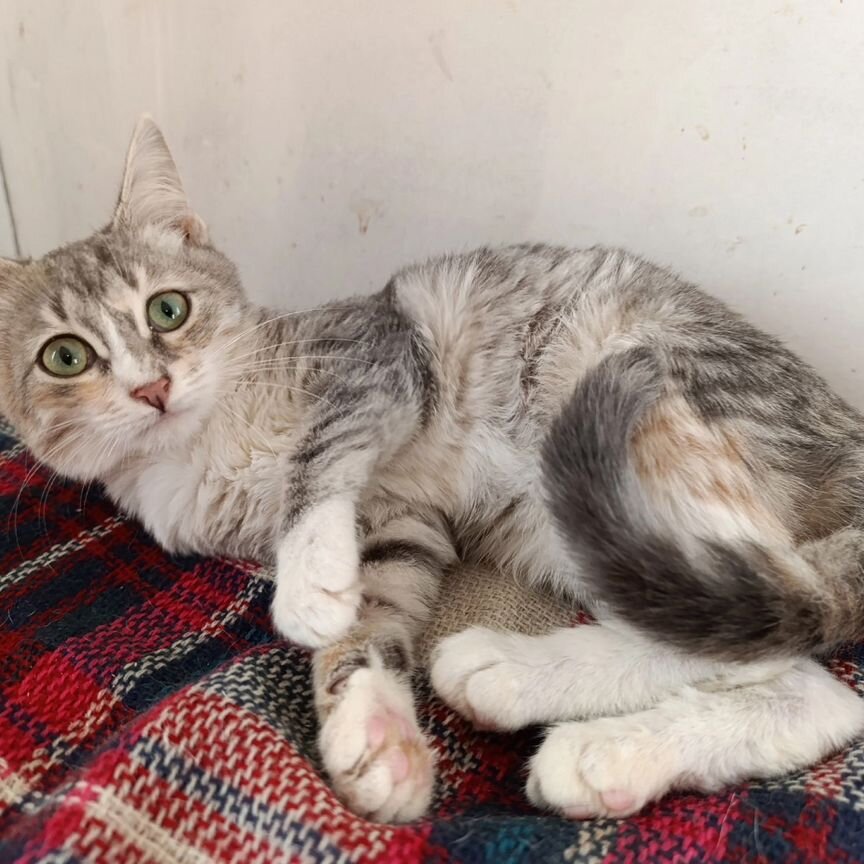 Котенок-девочка