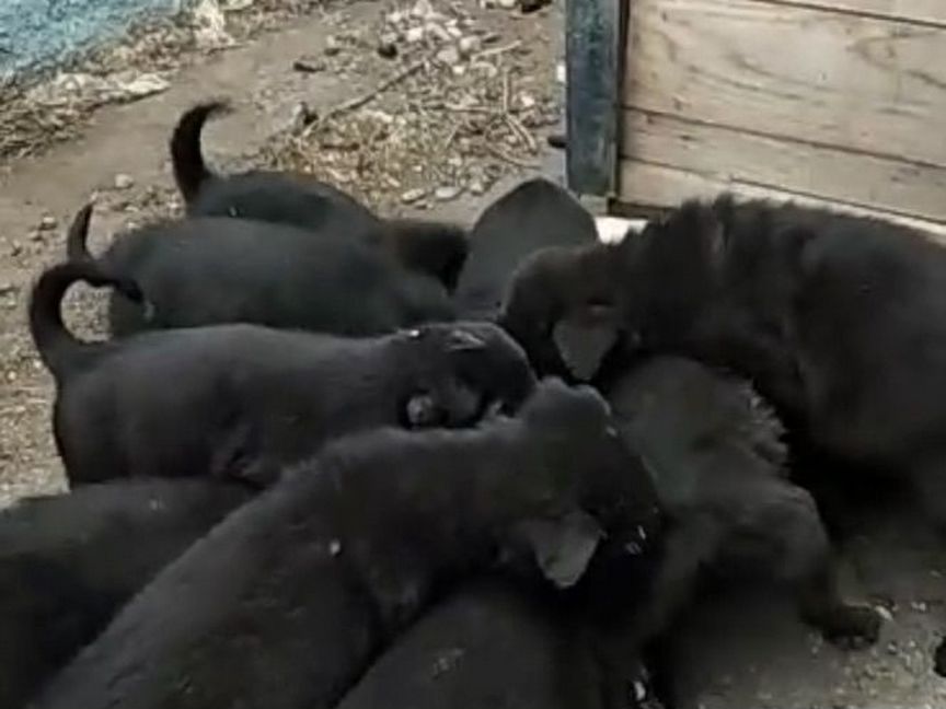 Щеки в добрые руки