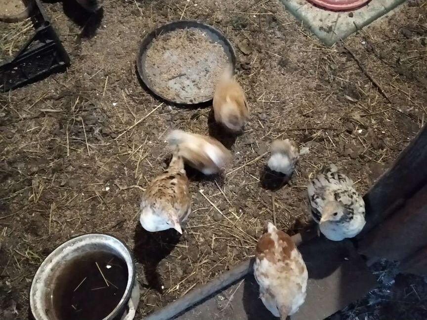 Куры несушки, цеплята