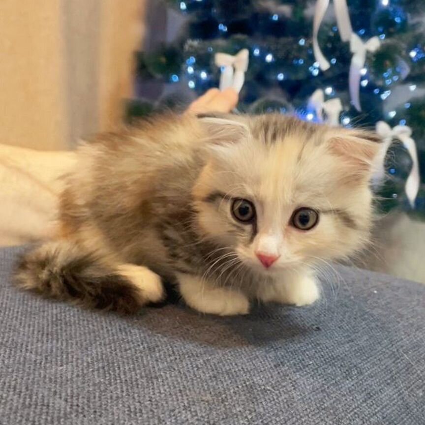 Вислоухоя трехшерстная кошечка