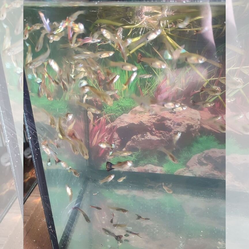 Гуппи эндлера, Меченосец,Гурами