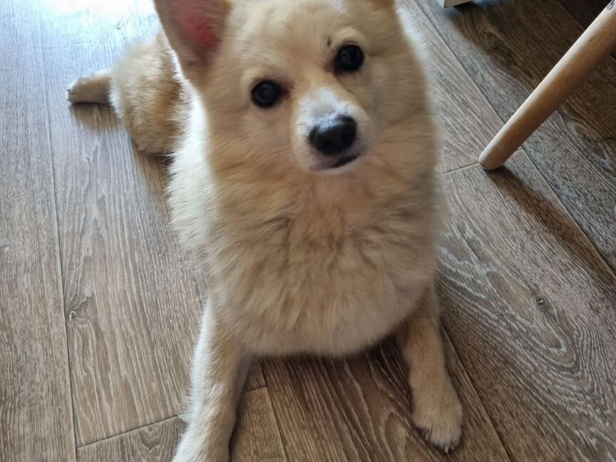 Собака в добрые руки маленькая порода